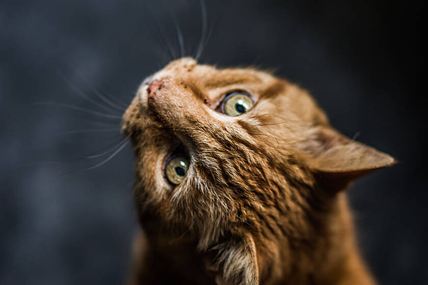 Volunteer – CATsNAP