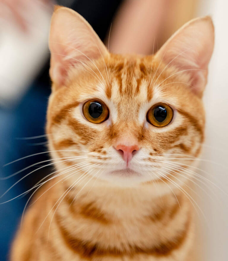 CATsNAP – Champaign Area Trap Spay Neuter and Adoption Program