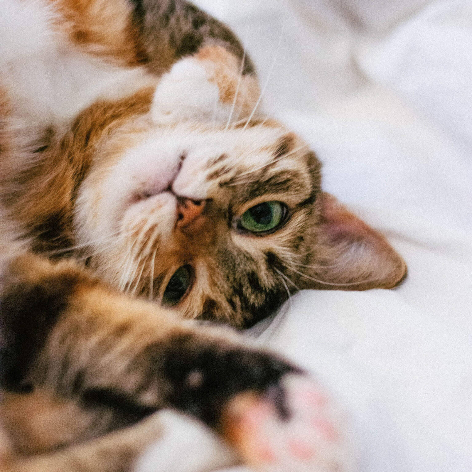 CATsNAP – Champaign Area Trap Spay Neuter and Adoption Program