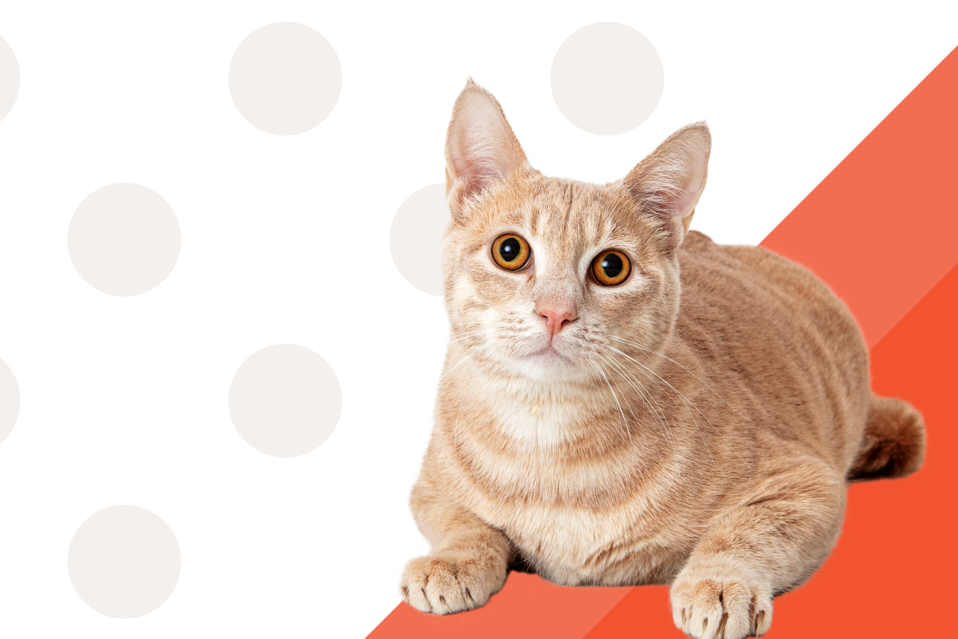 CATsNAP – Champaign Area Trap Spay Neuter and Adoption Program