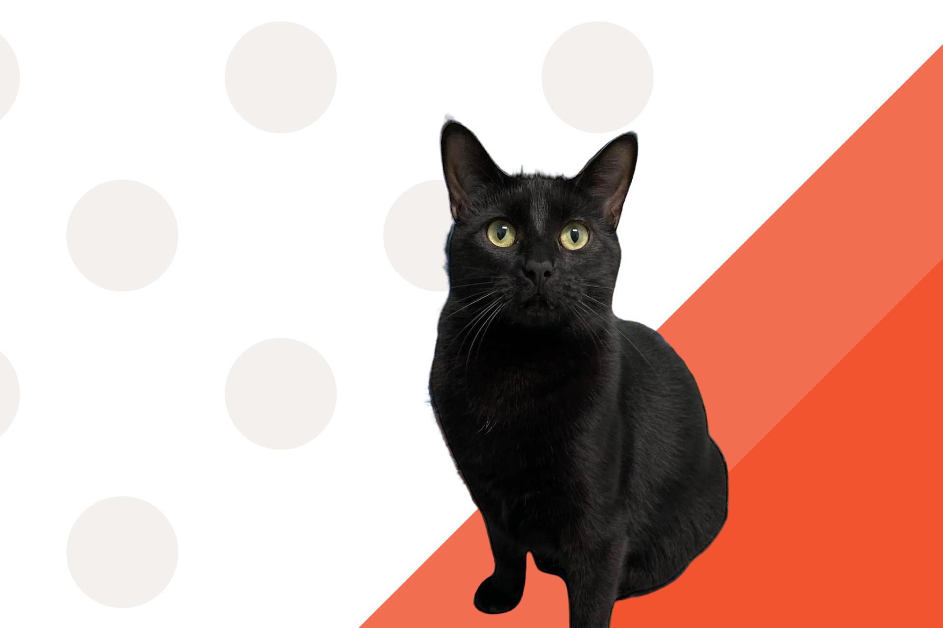 CATsNAP – Champaign Area Trap Spay Neuter and Adoption Program