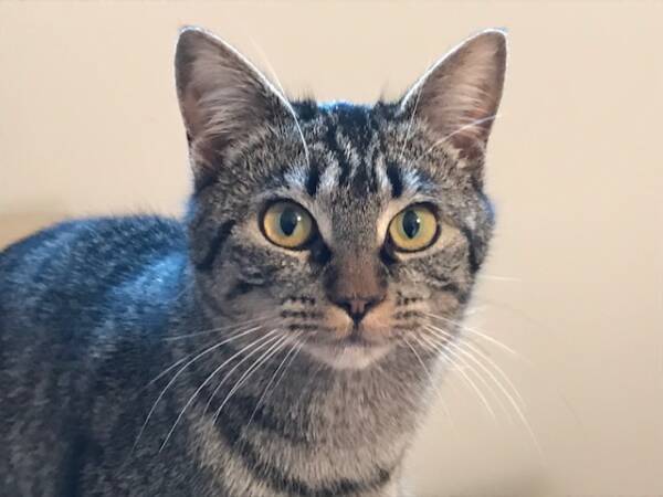 CATsNAP – Champaign Area Trap Spay Neuter and Adoption Program