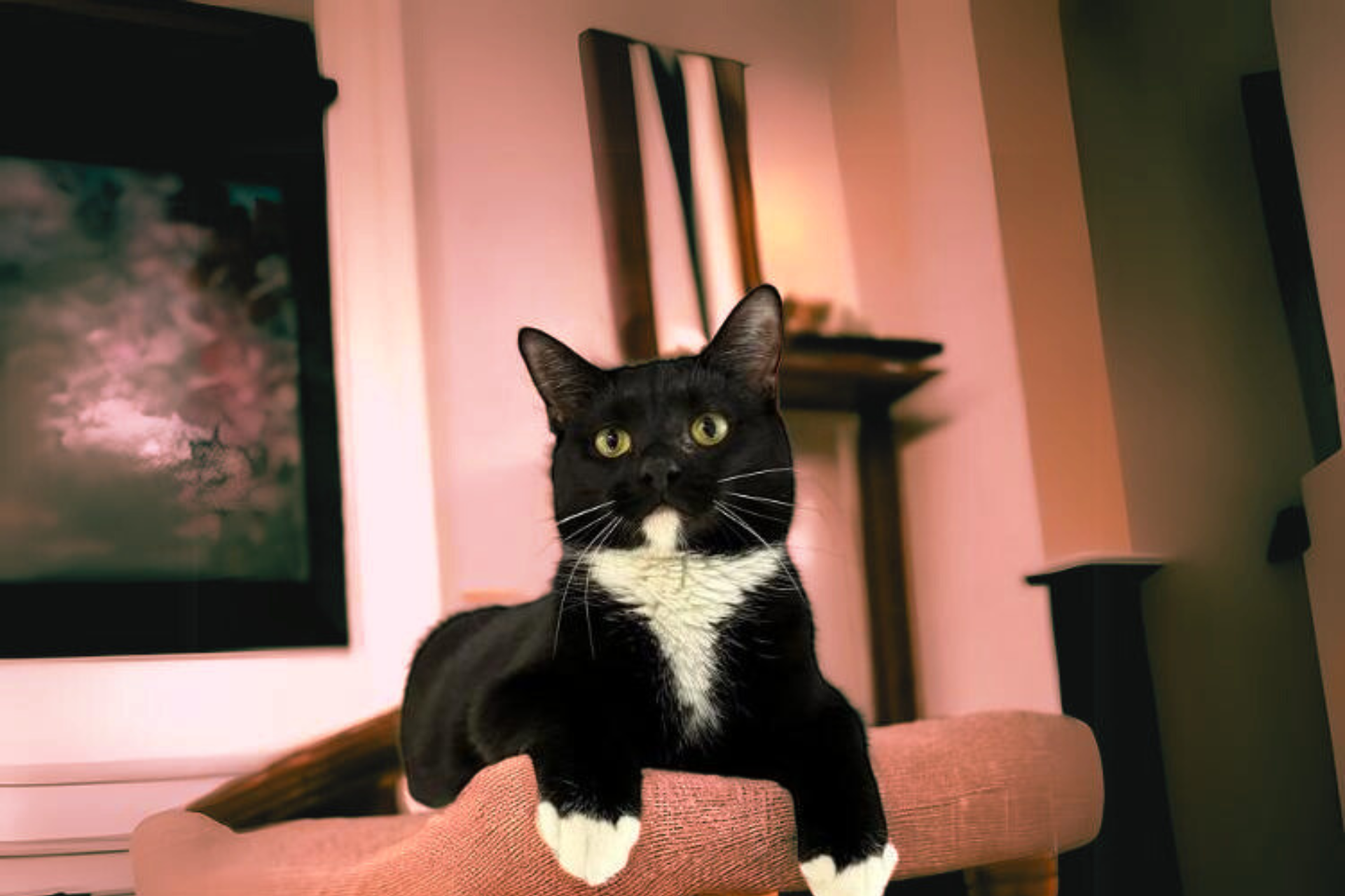 CATsNAP – Champaign Area Trap Spay Neuter and Adoption Program