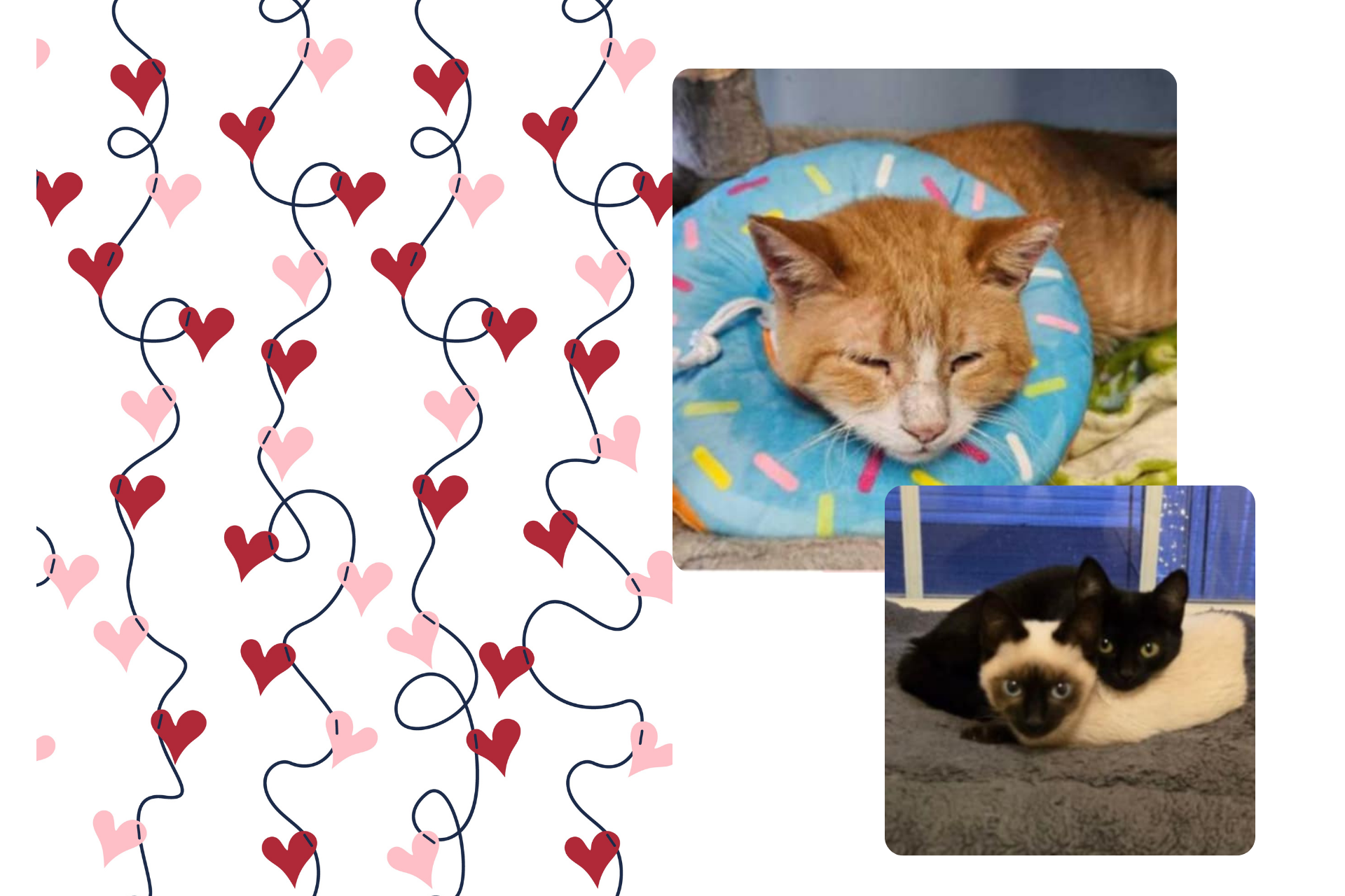 CATsNAP – Champaign Area Trap Spay Neuter and Adoption Program