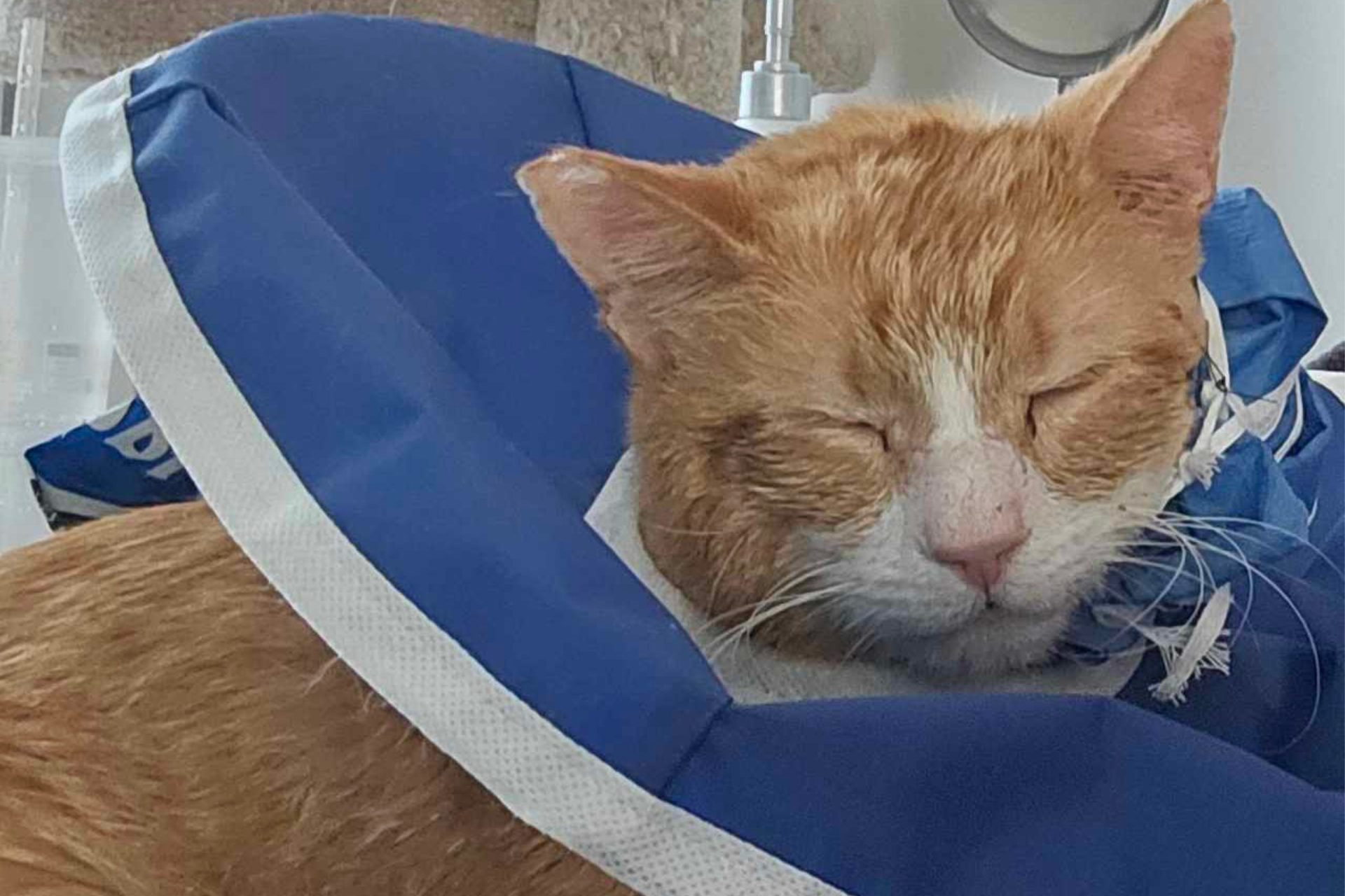 CATsNAP – Champaign Area Trap Spay Neuter and Adoption Program